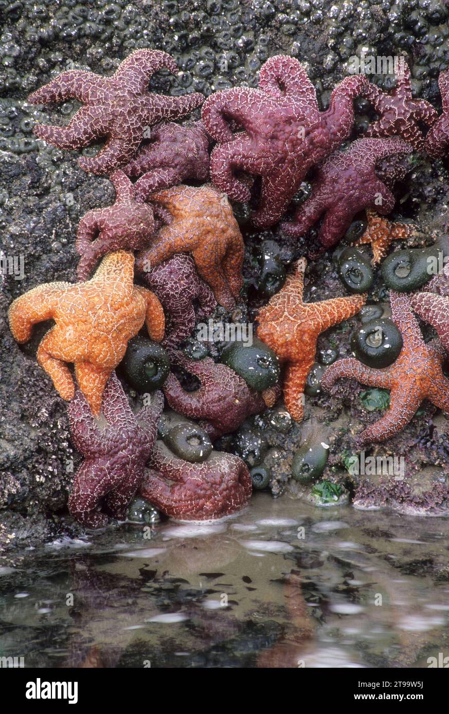 Ochre starfish in tidepool, Strawberry Hill Viewpoint, Siuslaw National ...
