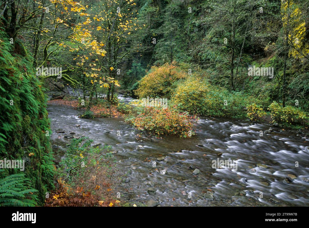 Oneonta Creek in Oneonta Gorge, Mt Hood National Forest, Columbia River ...