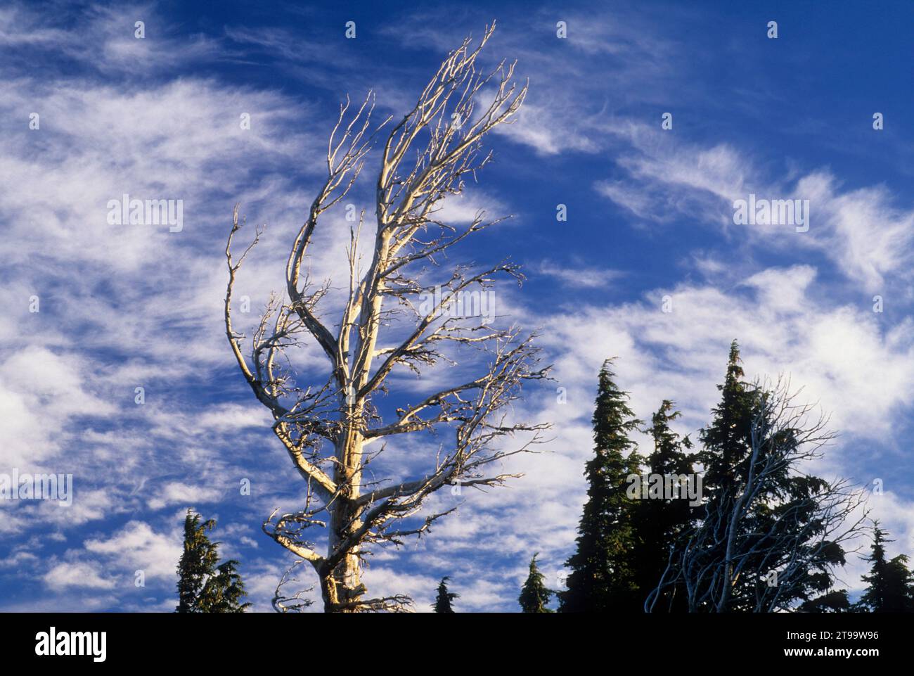 Whitebark pine snag at Cloud Cap, Mt Hood National Forest, Oregon Stock ...