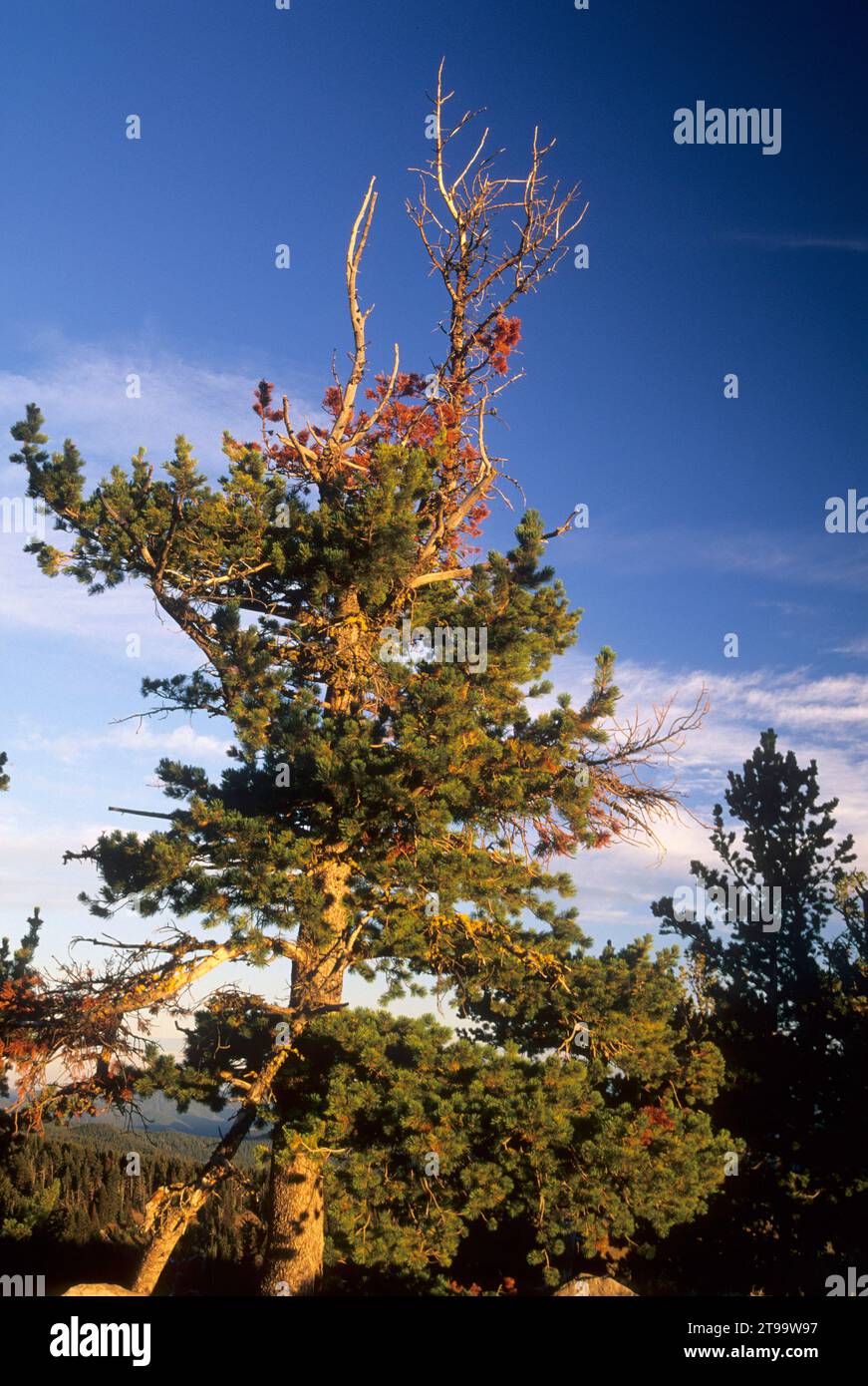 Whitebark pine at Cloud Cap, Mt Hood National Forest, Oregon Stock ...