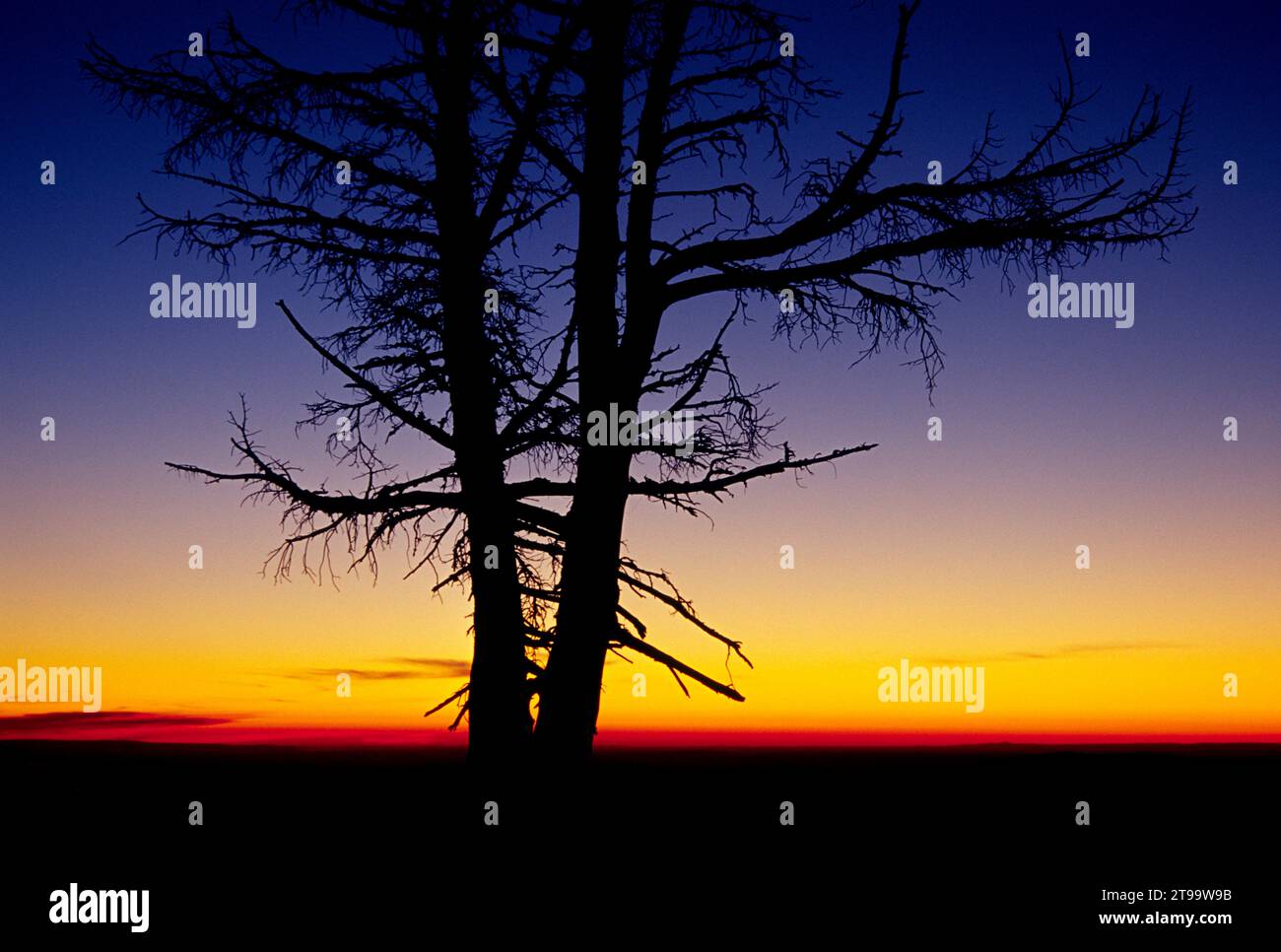 Snag sunrise at Cloud Cap, Mt Hood National Forest, Oregon Stock Photo ...