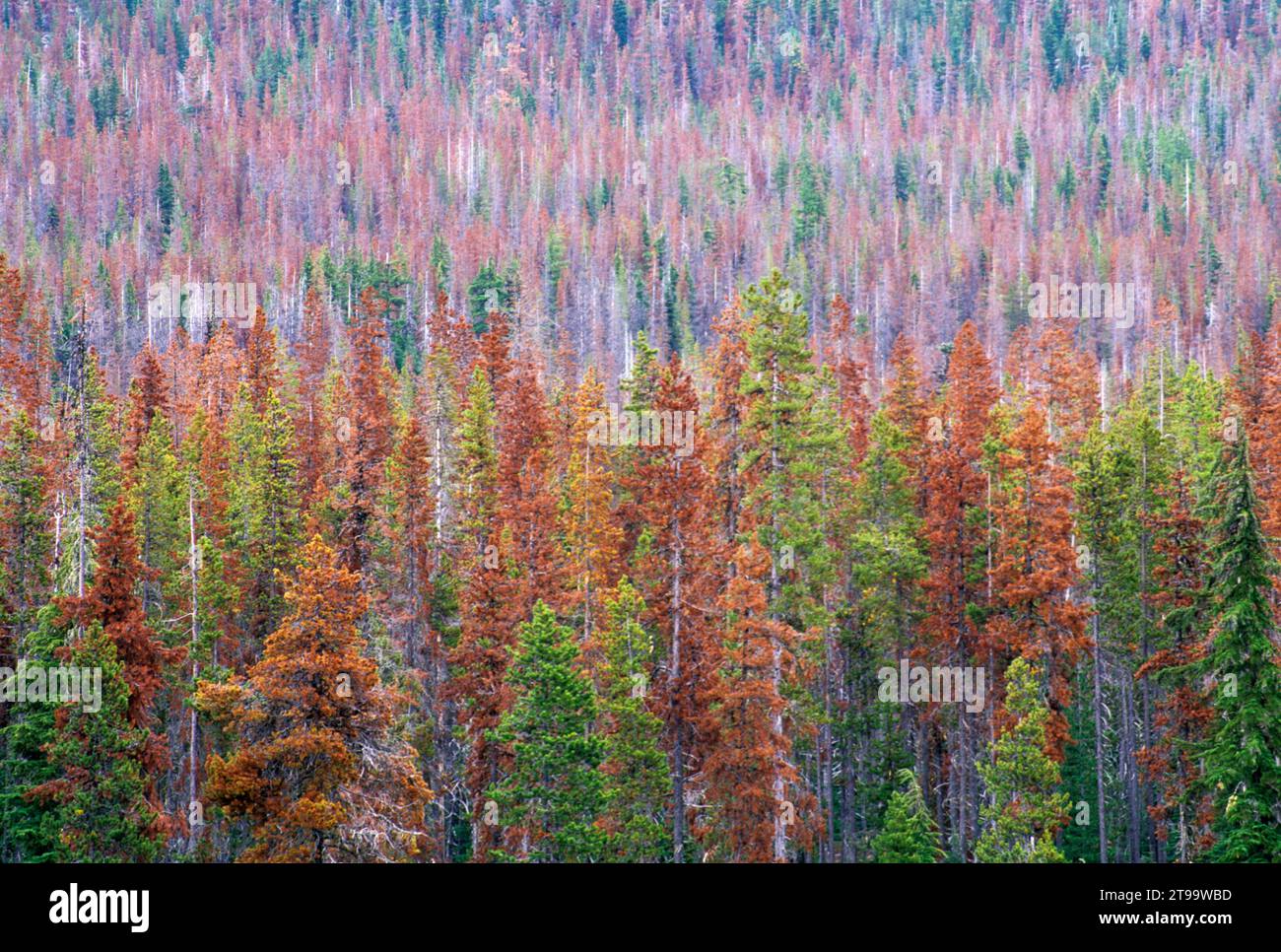 Mottled zone hi-res stock photography and images - Alamy