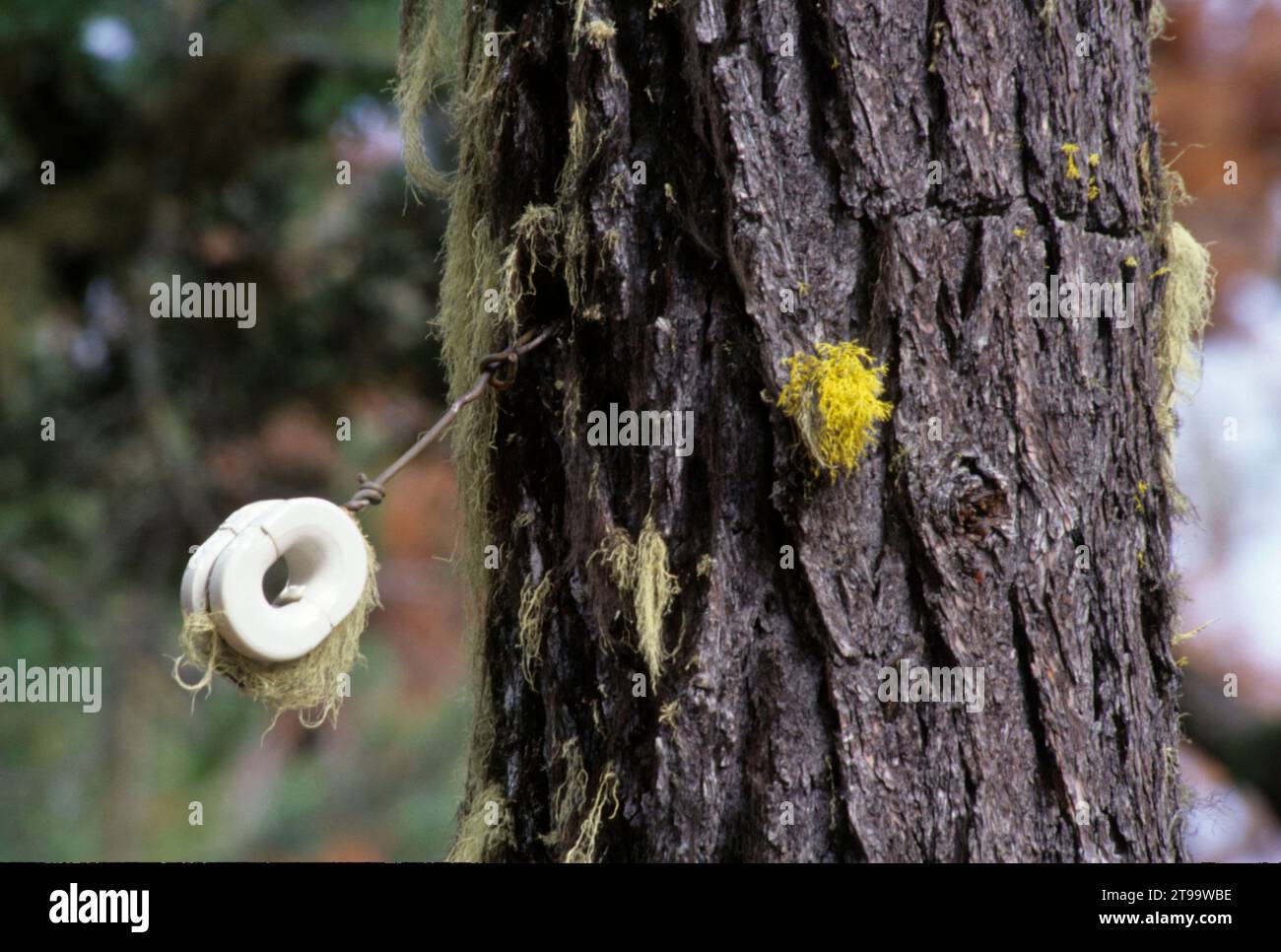 Old telephone line holder, Olallie Lake Scenic Area, Mt Hood National ...