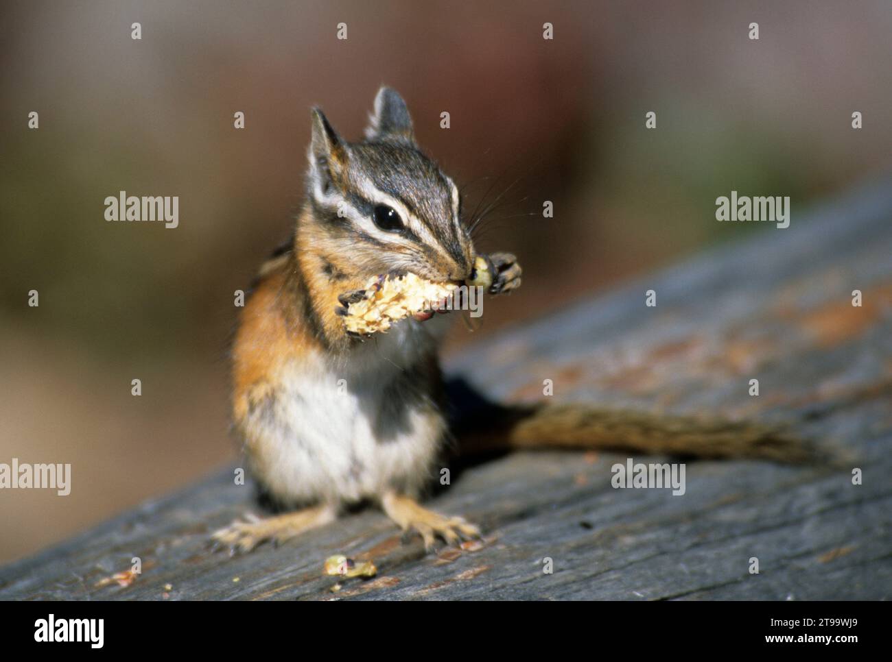 Chipmunk (Tamias townsendii), Olallie Lake Scenic Area, Mt Hood ...