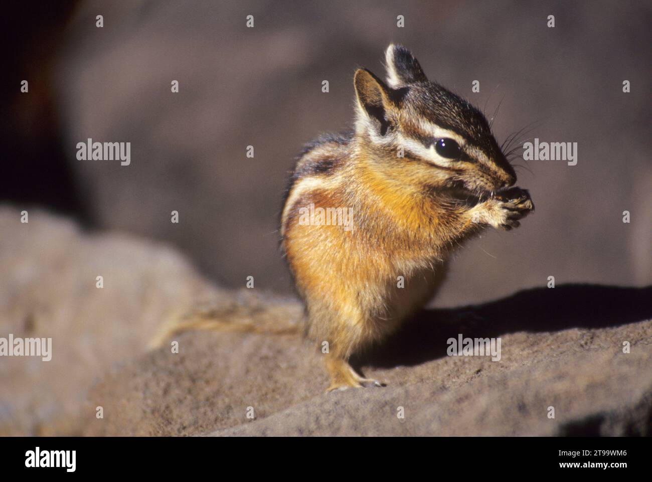 Chipmunk (Tamias townsendii), Olallie Lake Scenic Area, Mt Hood ...