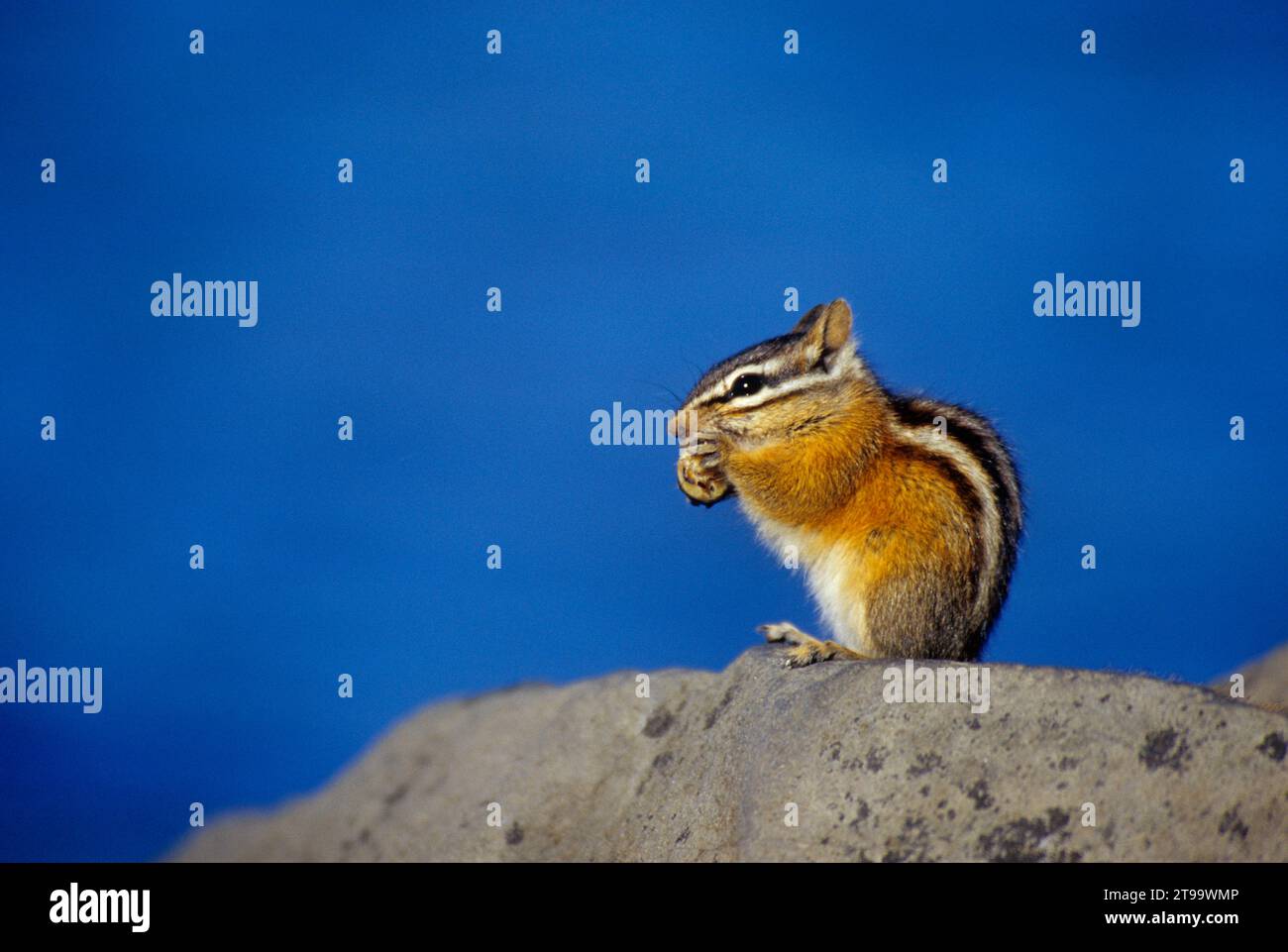 Chipmunk, Olallie Lake Scenic Area, Mt Hood National Forest, Oregon ...