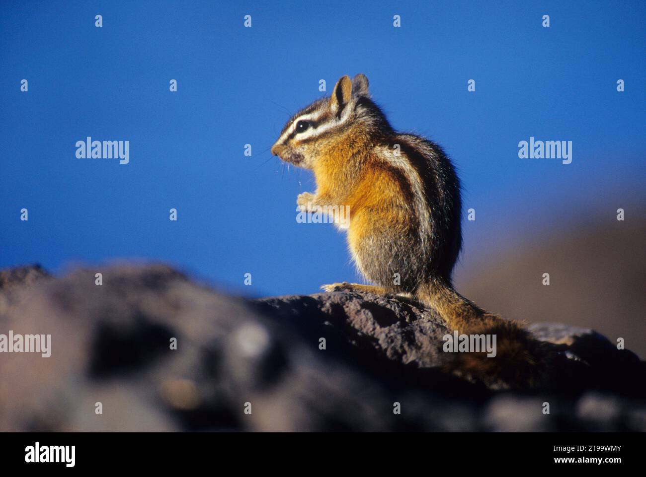 Chipmunk, Olallie Lake Scenic Area, Mt Hood National Forest, Oregon ...