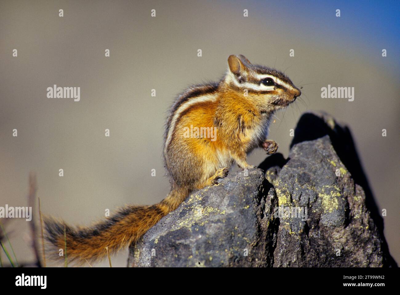 Chipmunk, Olallie Lake Scenic Area, Mt Hood National Forest, Oregon ...