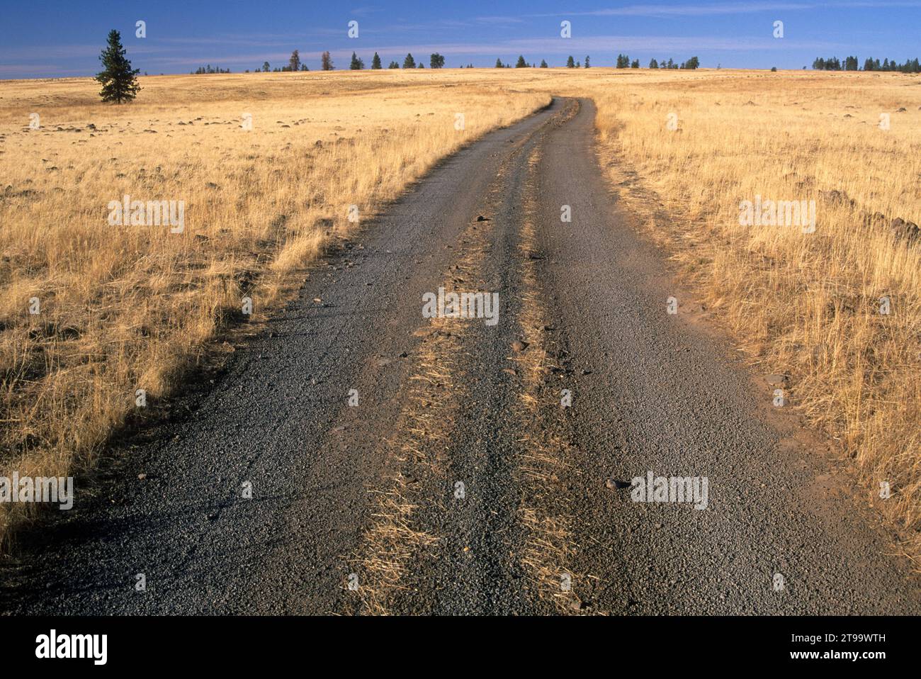 Access road, Bridge Creek Wildlife Area, Blue Mountain National Scenic ...