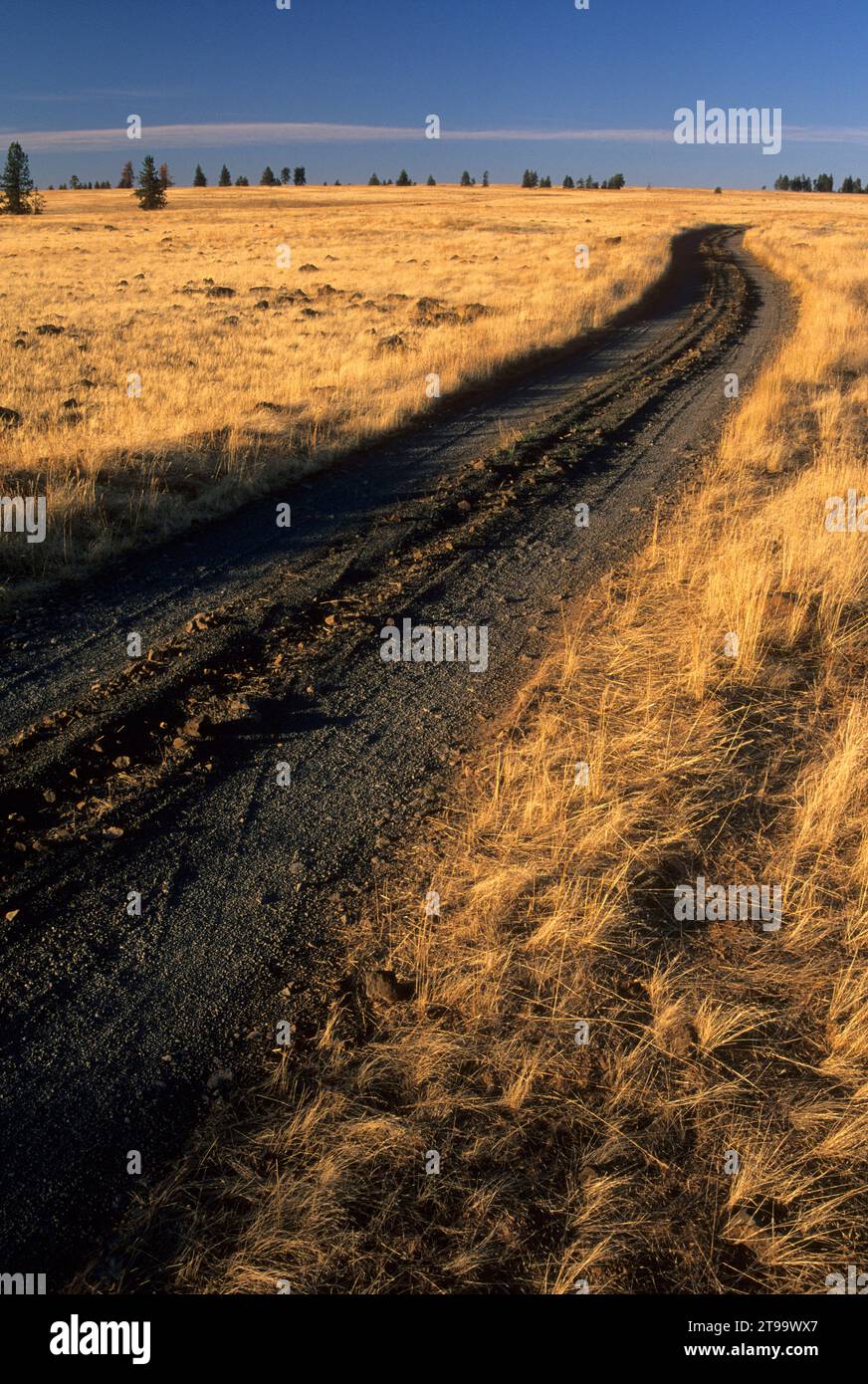 Access road, Bridge Creek Wildlife Area, Blue Mountain National Scenic ...