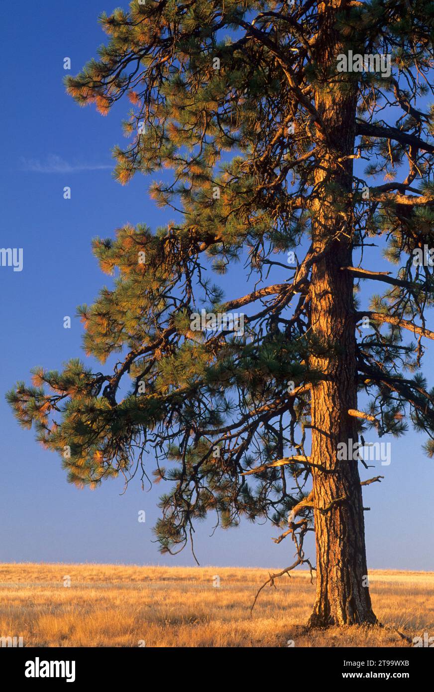 Grassland with ponderosa pine (Pinus ponderosa), Bridge Creek Wildlife ...