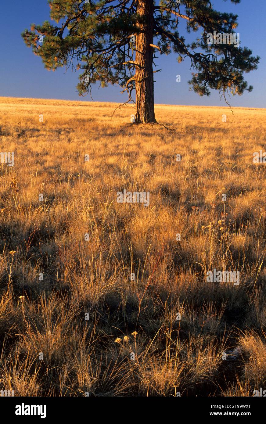Grassland with ponderosa pine (Pinus ponderosa), Bridge Creek Wildlife ...