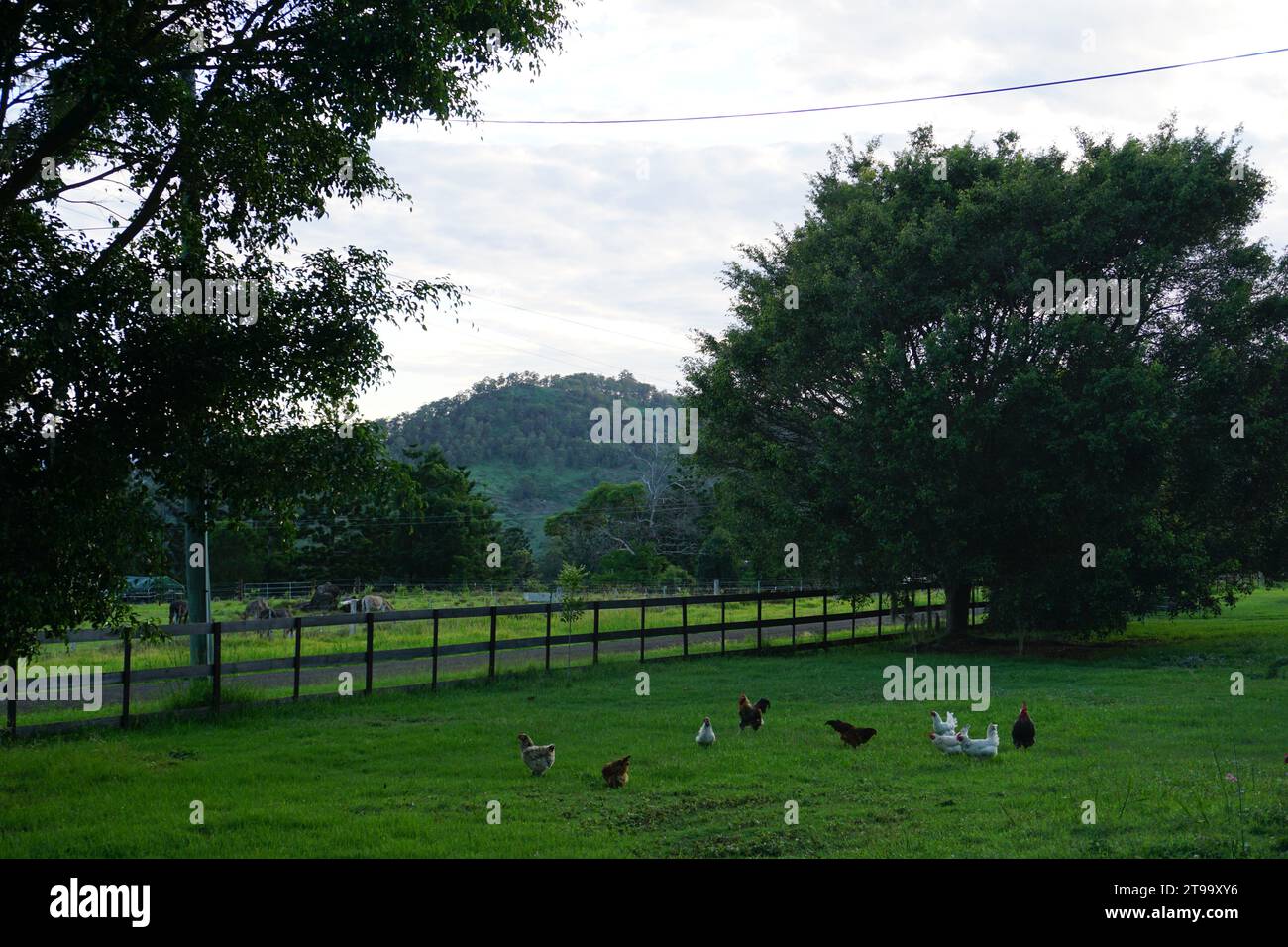 Rural landscape scene with chickens and roosters (Gallus gallus ...