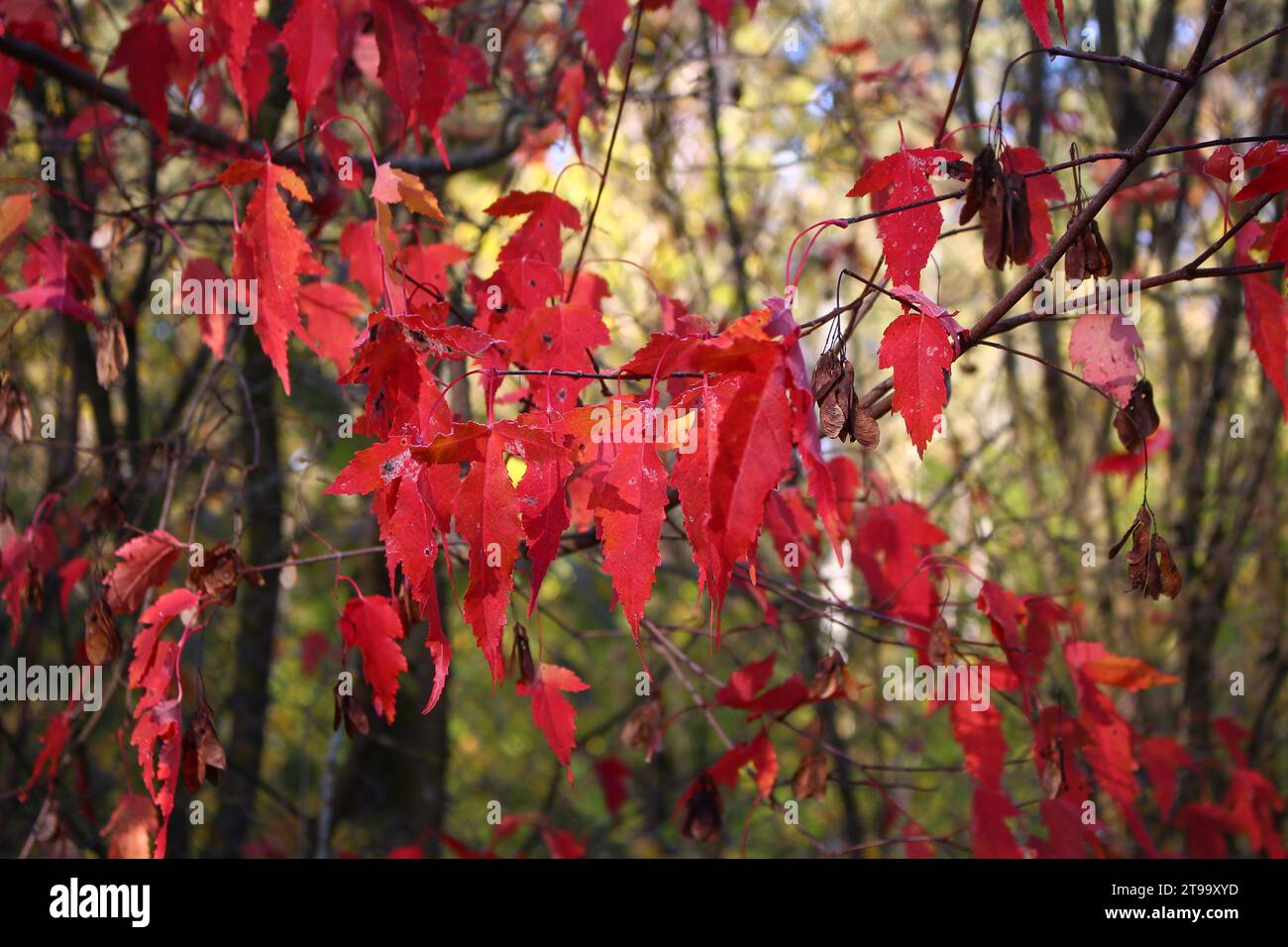 Bright red autumn leaves of decorative Amur maple, Acer ginnala Stock ...