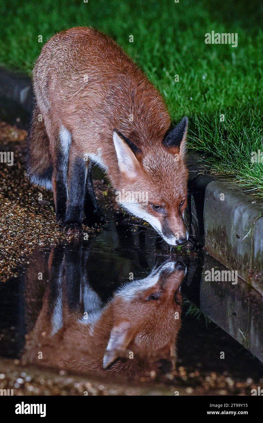 Fox reflection in a puddle hi-res stock photography and images - Alamy