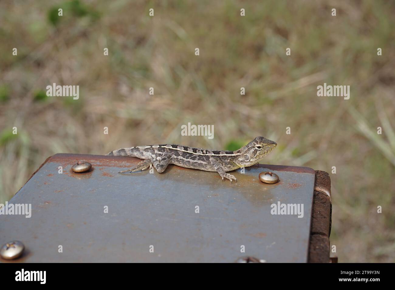 macro photo of a small jacky dragon (amphibolurus muricatus), native ...