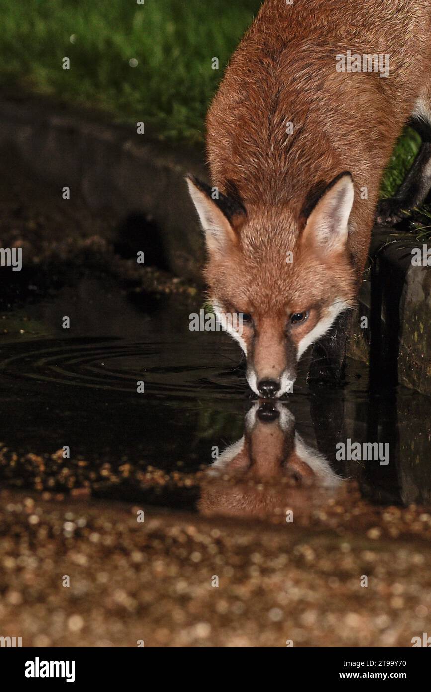 Fox reflection in a puddle hi-res stock photography and images - Alamy