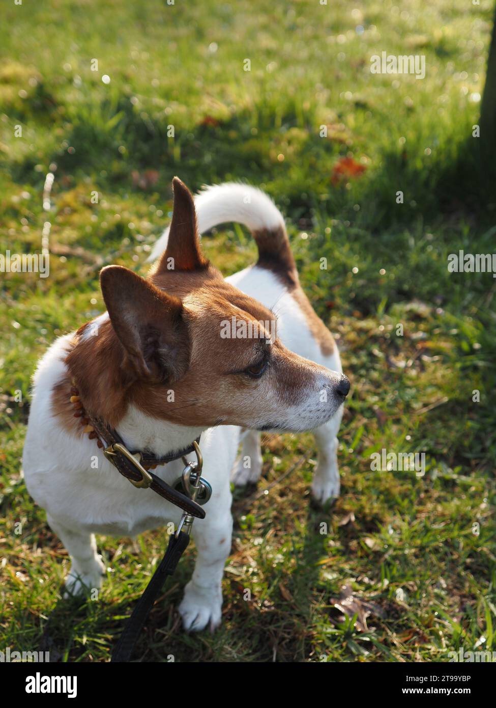 Cute young Jack Russell Terrier in a park on a dog walk with his human ...