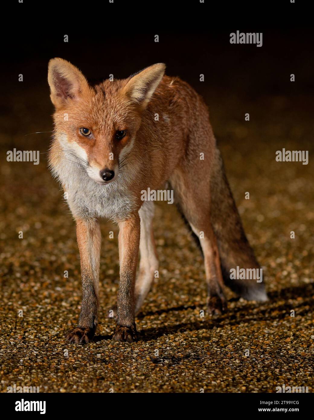 Urban Fox in Bristol Stock Photo - Alamy