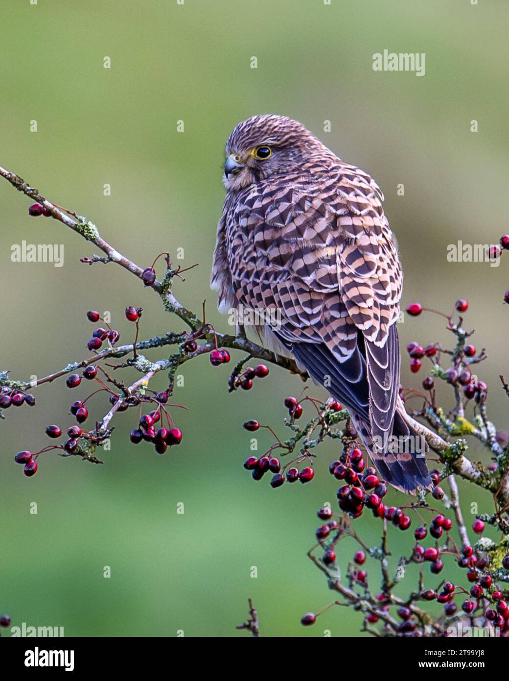 Kestrel in a berry tree hi-res stock photography and images - Alamy