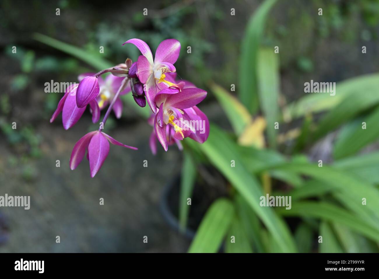 Close up view of a purple orchid flower cluster (Spathoglottis) bloom ...