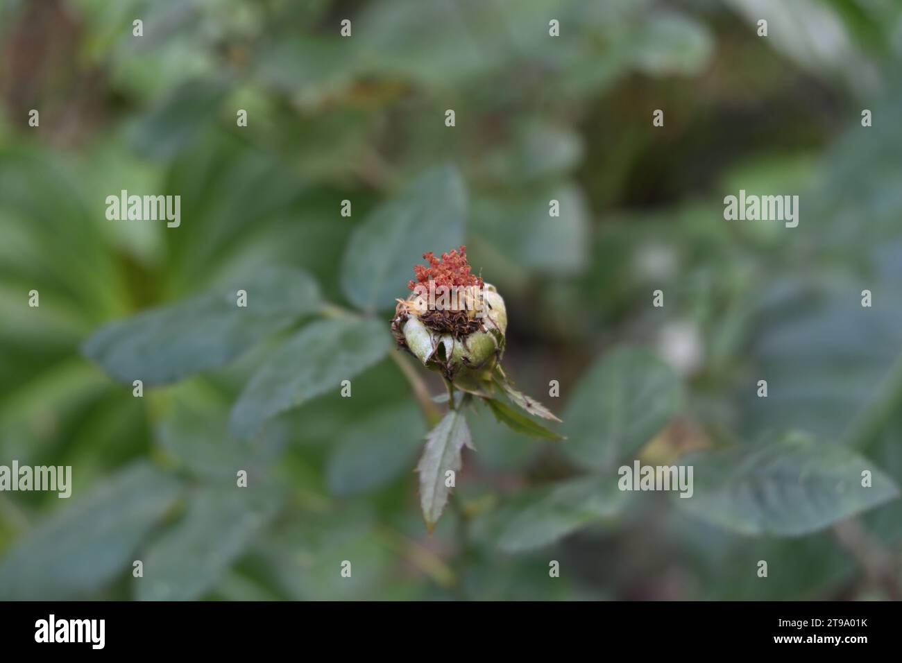 High angle view of a wilted rose flower without the petals. The ...
