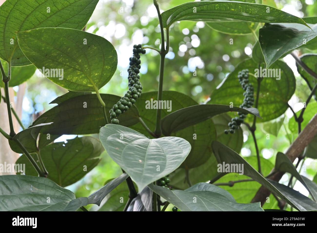 Black pepper spike hi-res stock photography and images - Alamy