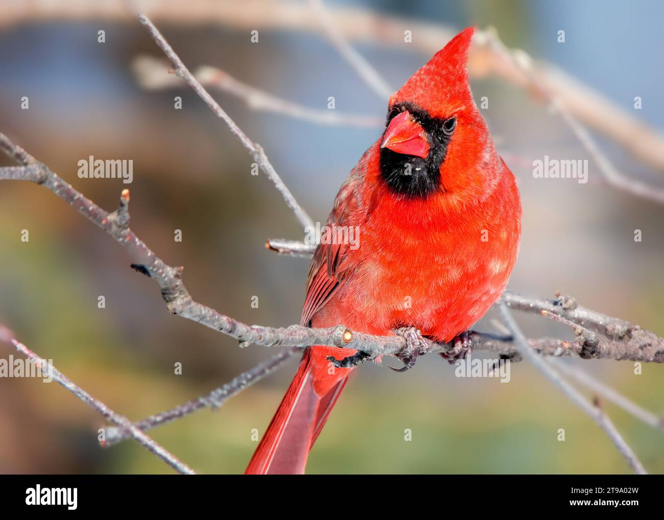 Close up male Northern Cardinal (Cardinalis cardinalis) perched on ...