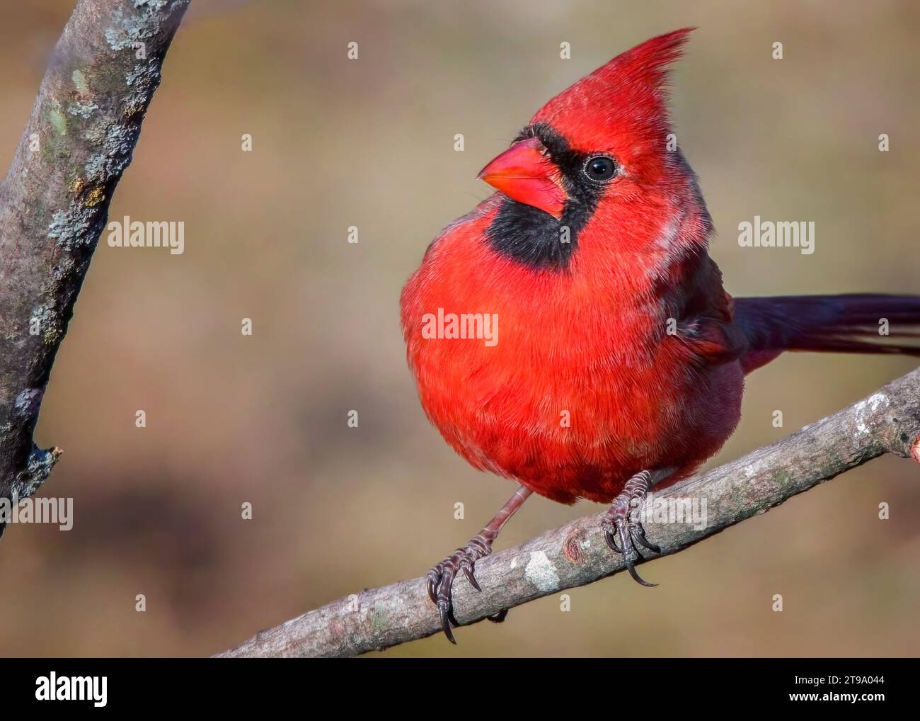Close up male Northern Cardinal (Cardinalis cardinalis) perched on ...