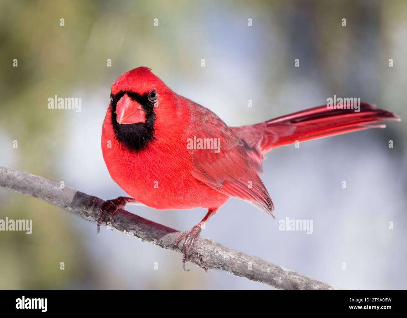 Close up male Northern Cardinal (Cardinalis cardinalis) perched on ...