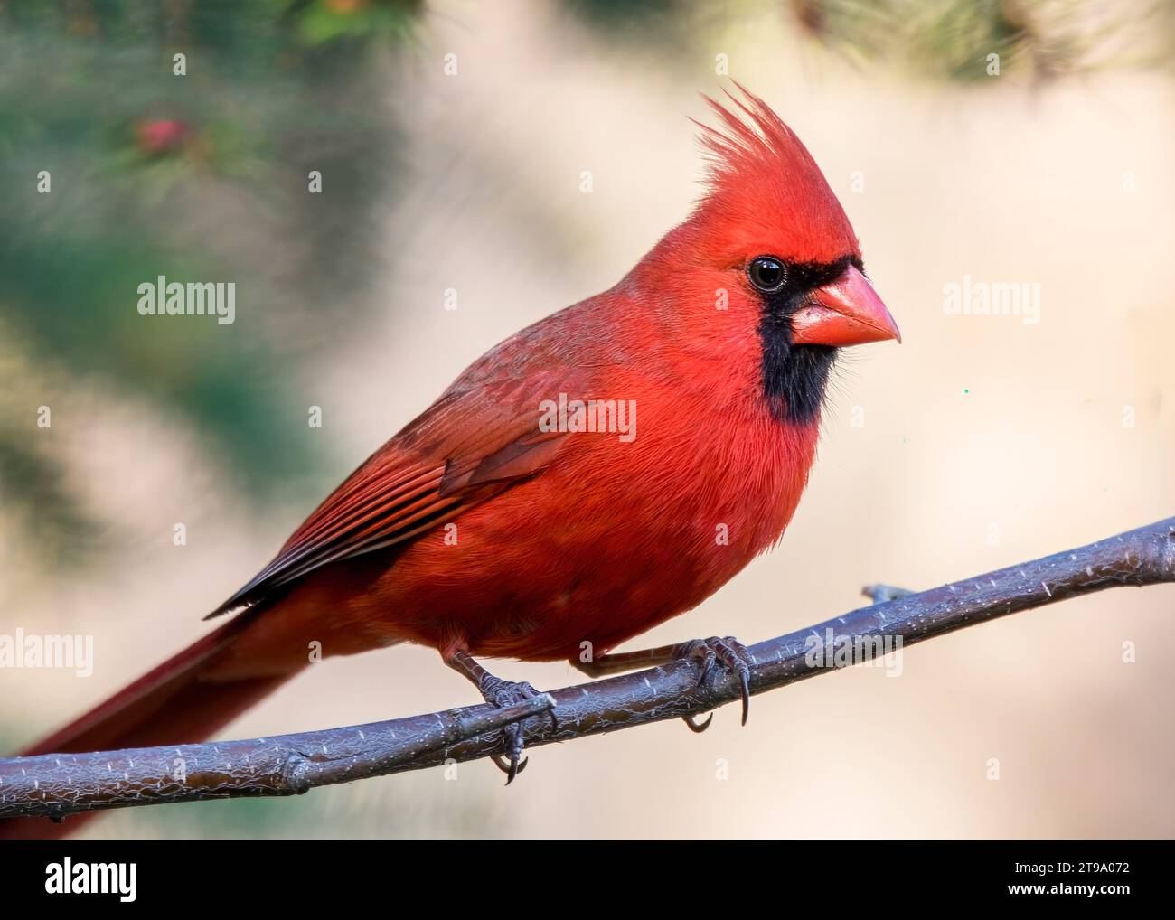 Close up male Northern Cardinal (Cardinalis cardinalis) perched on ...