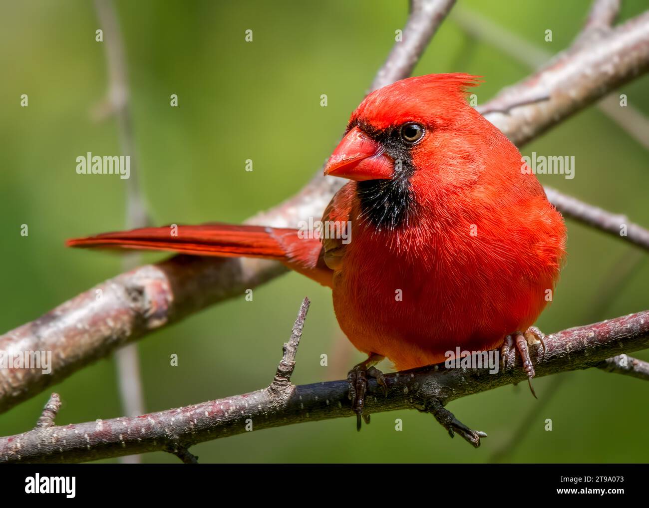 Close up male Northern Cardinal (Cardinalis cardinalis) perched on ...