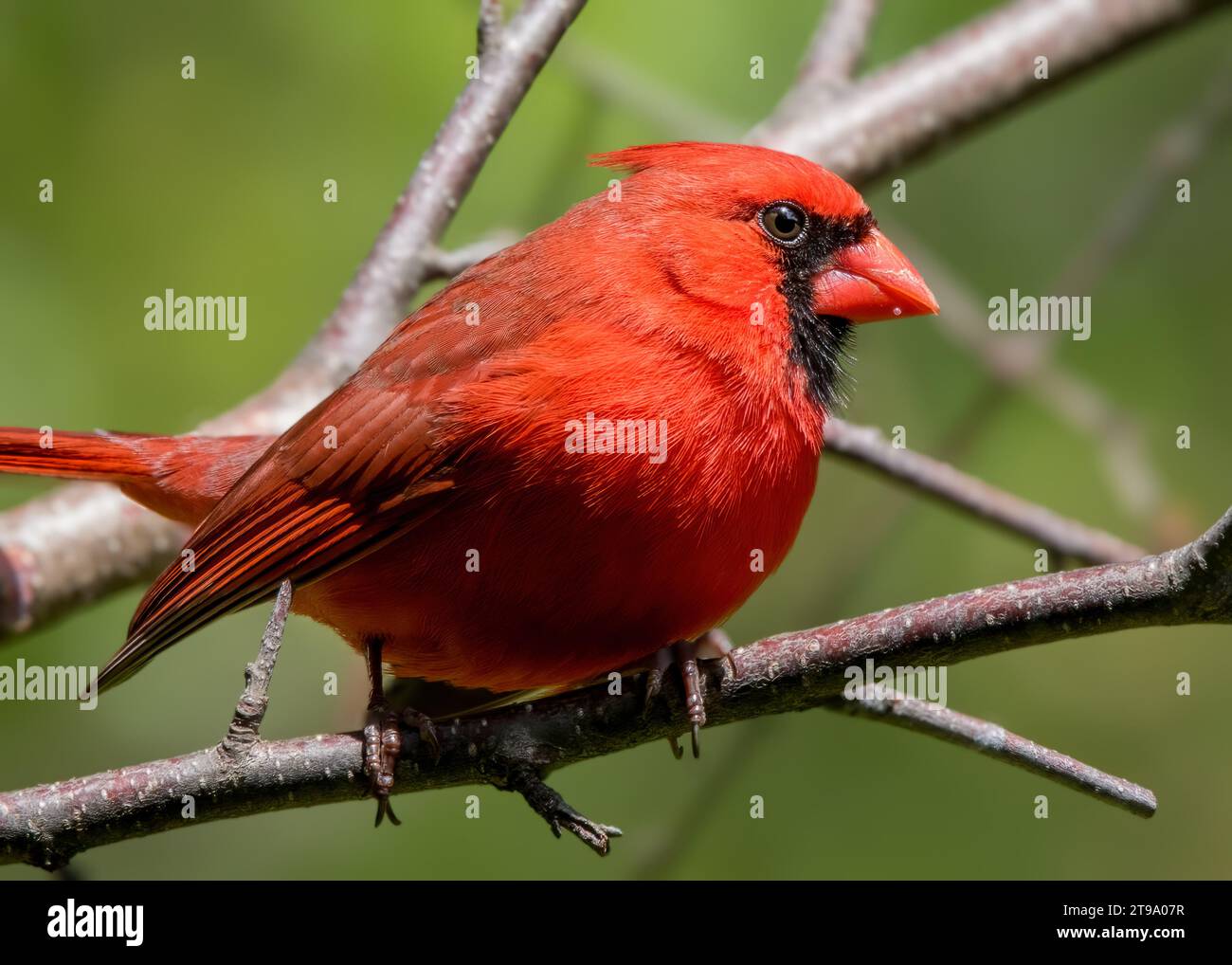 Close up male Northern Cardinal (Cardinalis cardinalis) perched on ...