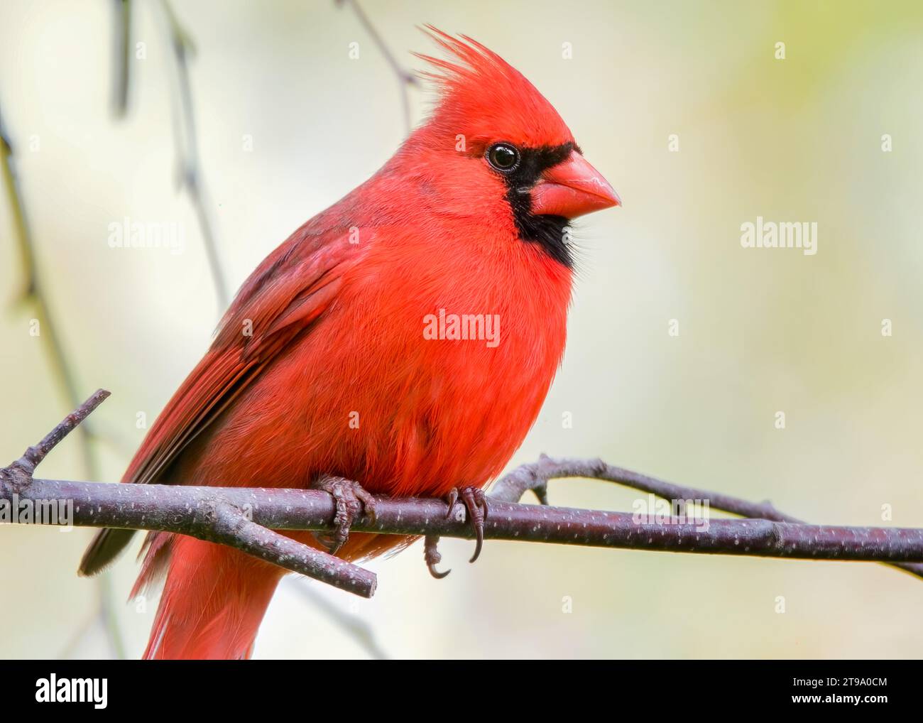 Close up male Northern Cardinal (Cardinalis cardinalis) perched on ...