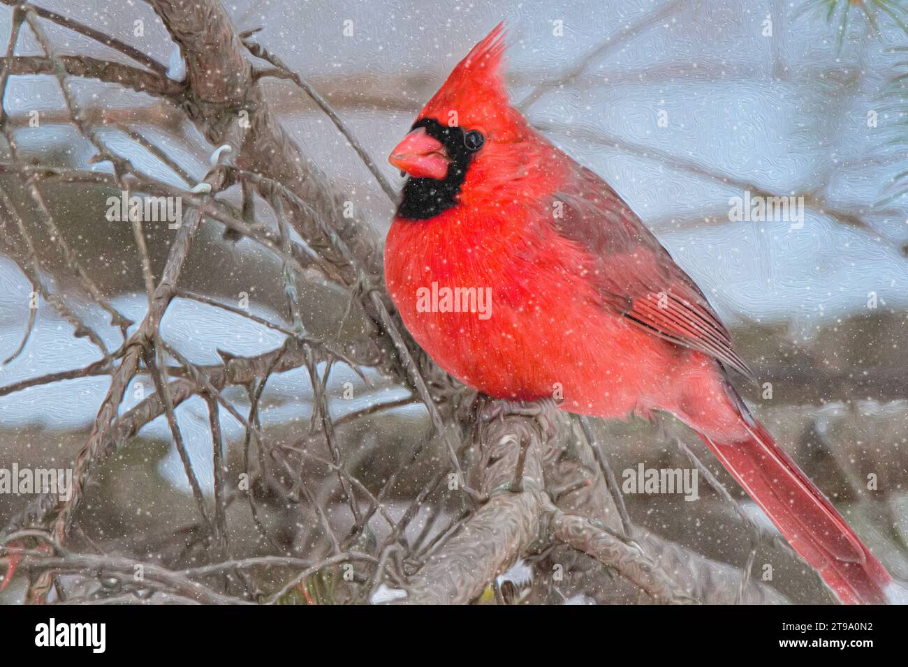 Digital Oil Painting male Northern Cardinal (Cardinalis cardinalis ...
