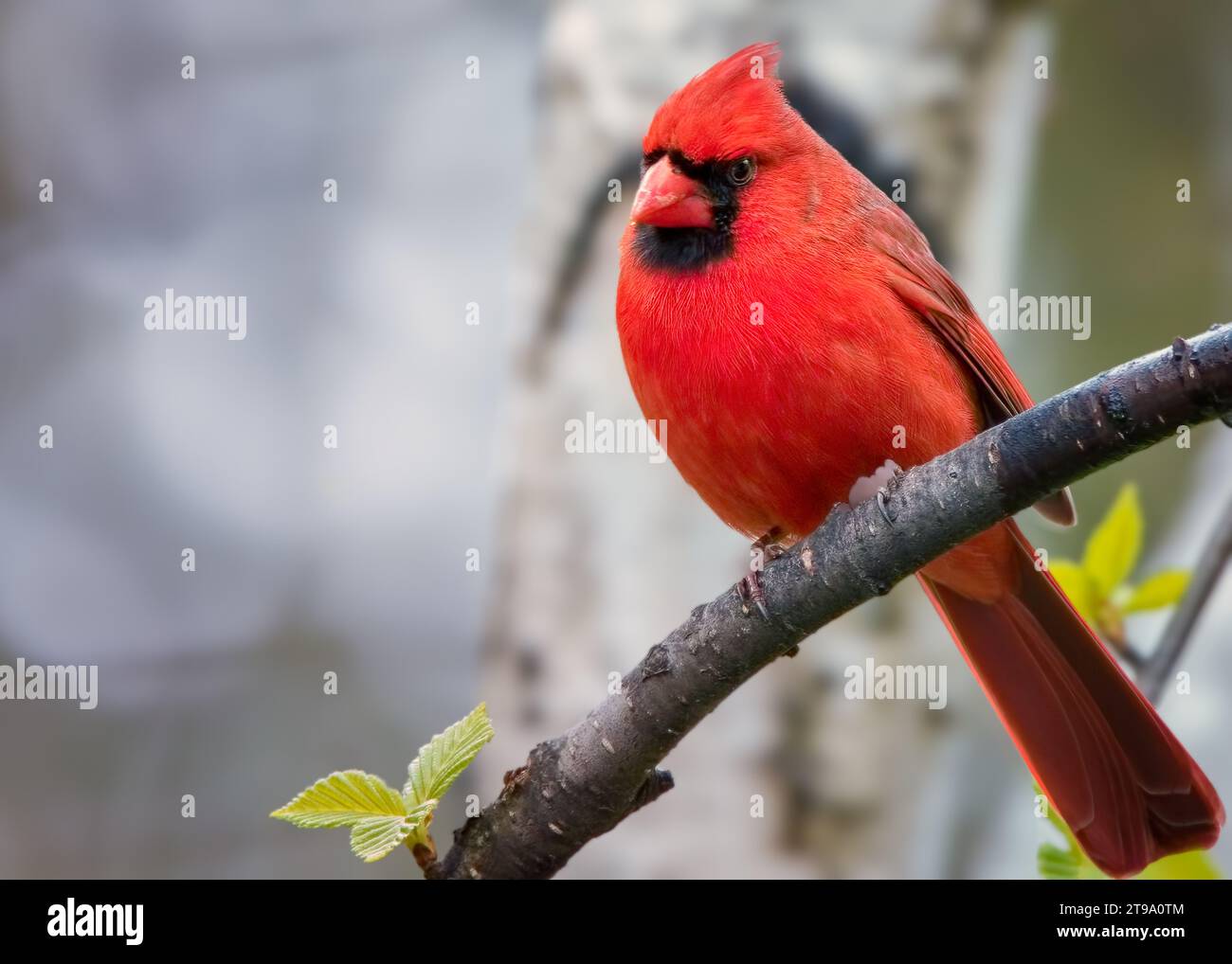 Close up male Northern Cardinal (Cardinalis cardinalis) perched on ...