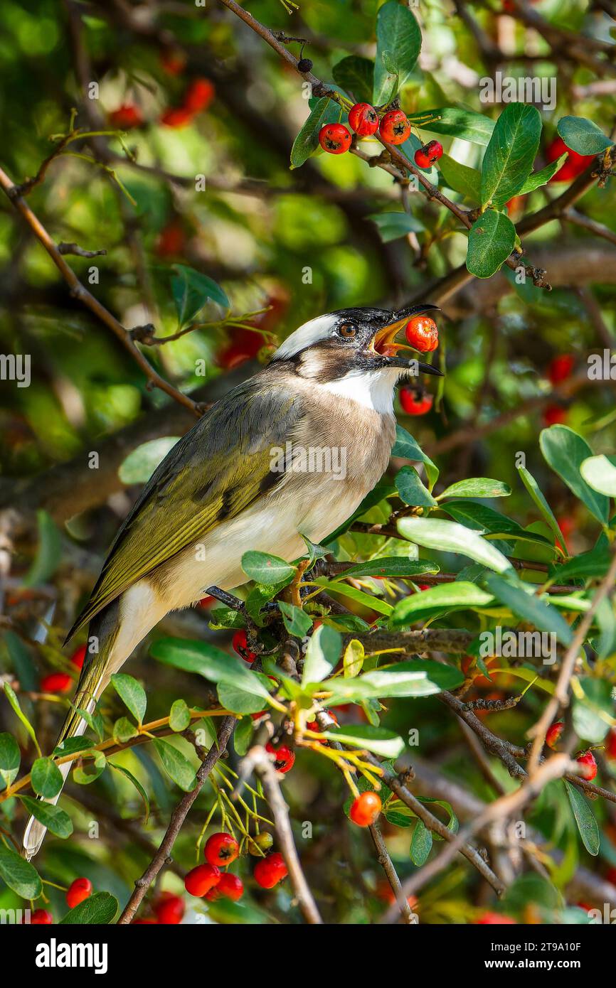 Light vented bulbul pycnonotus hi-res stock photography and images - Alamy