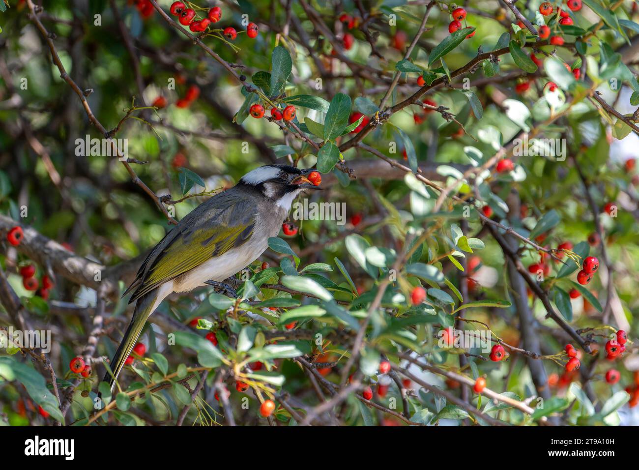 Light vented bulbul in tree eating fruits Stock Photo - Alamy