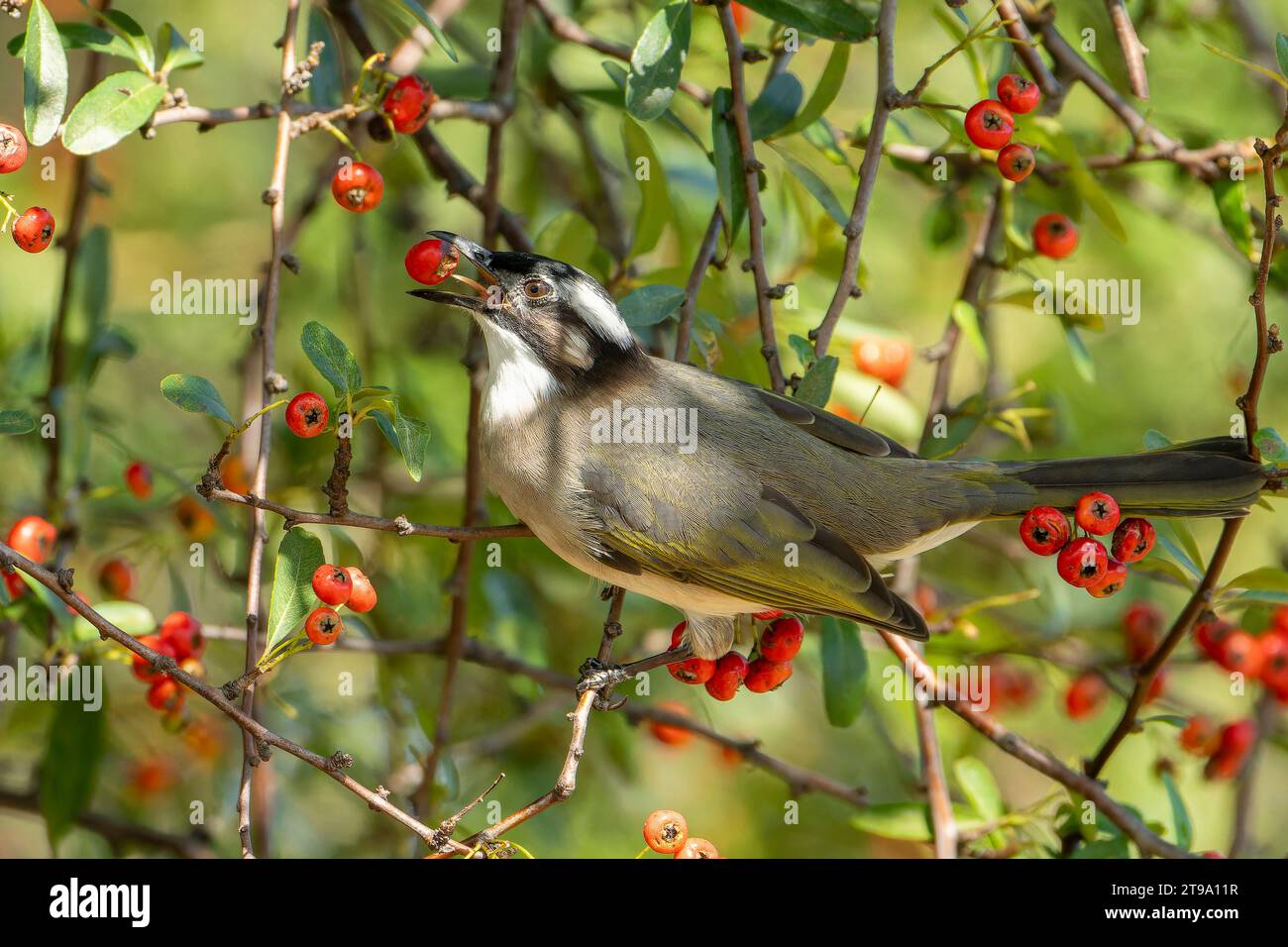 Light vented bulbul in tree eating fruits Stock Photo - Alamy
