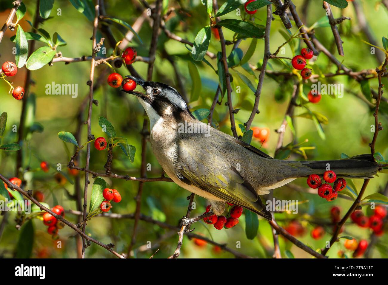 Light vented bulbul pycnonotus hi-res stock photography and images - Alamy