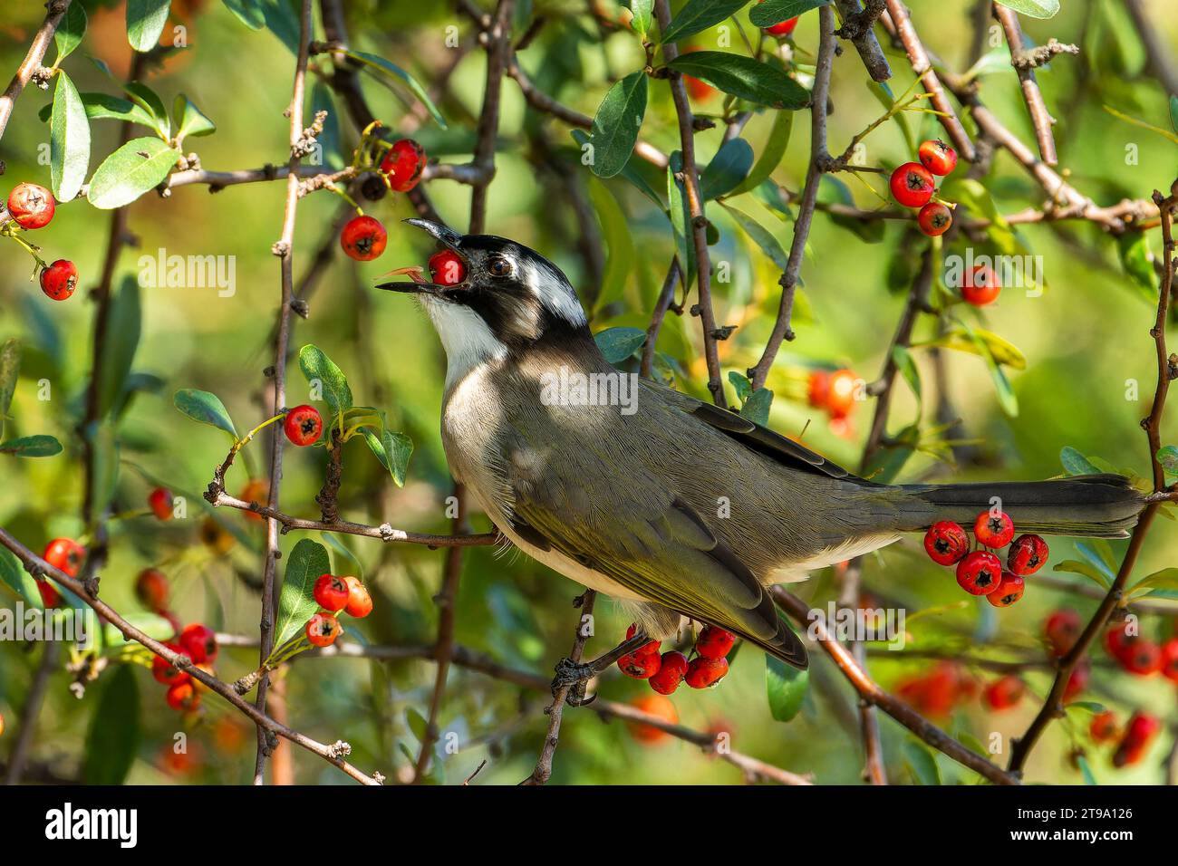 Light vented bulbul in tree eating fruits Stock Photo - Alamy