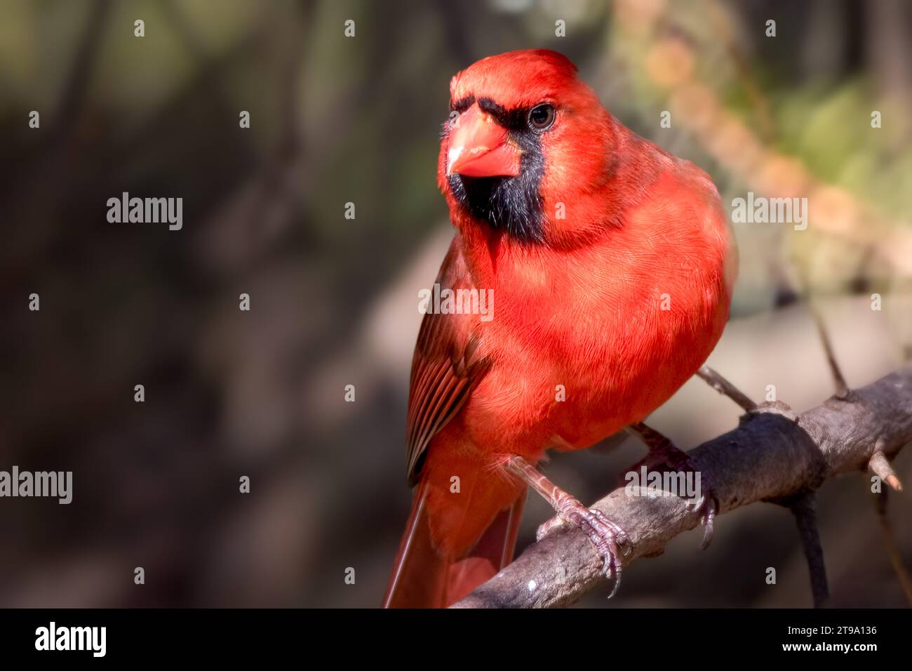 Close up male Northern Cardinal (Cardinalis cardinalis) perched on ...