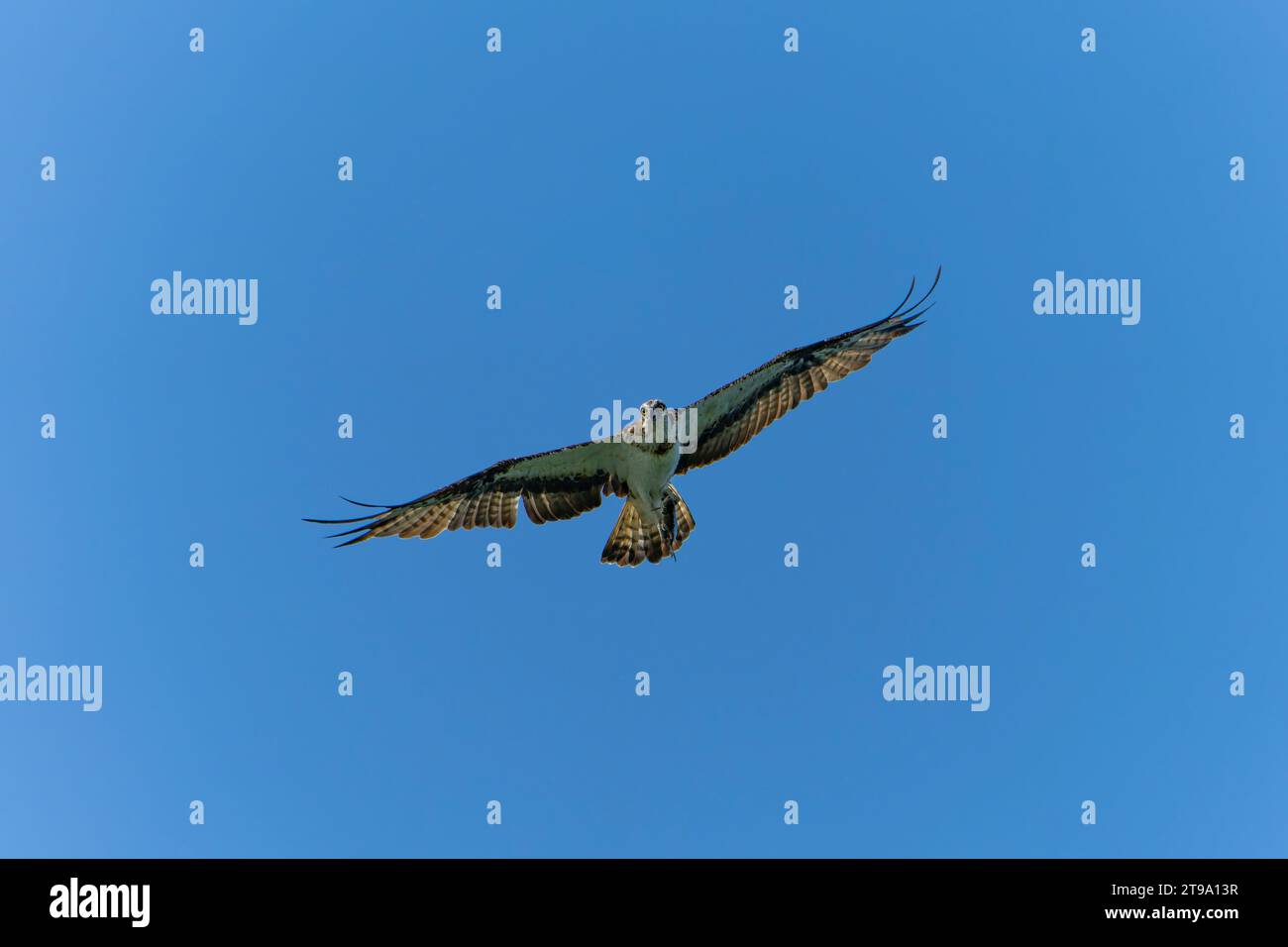 Osprey in flight with a fish in talons Stock Photo - Alamy