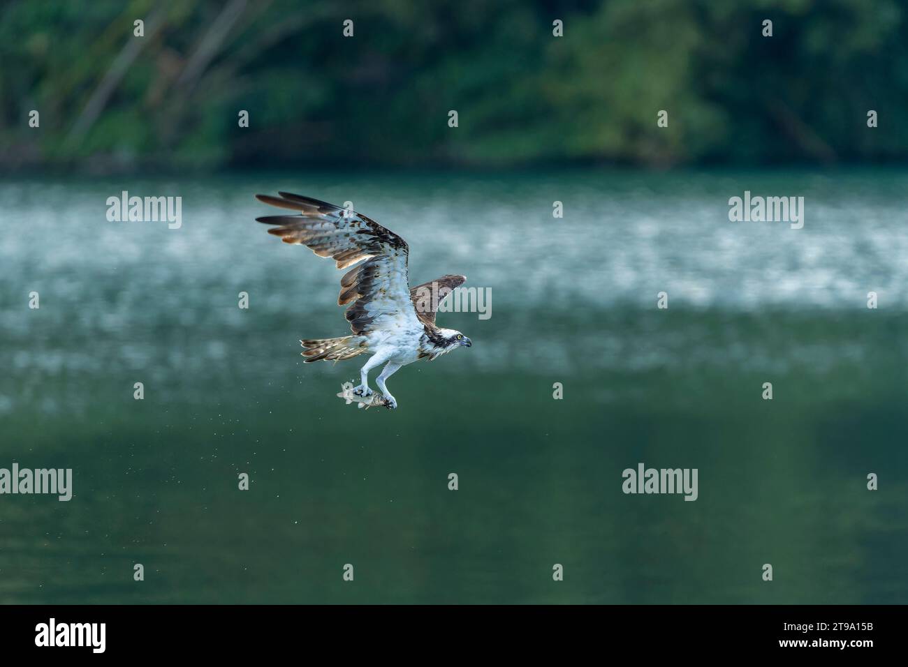 Osprey in flight with a fish in talons Stock Photo - Alamy