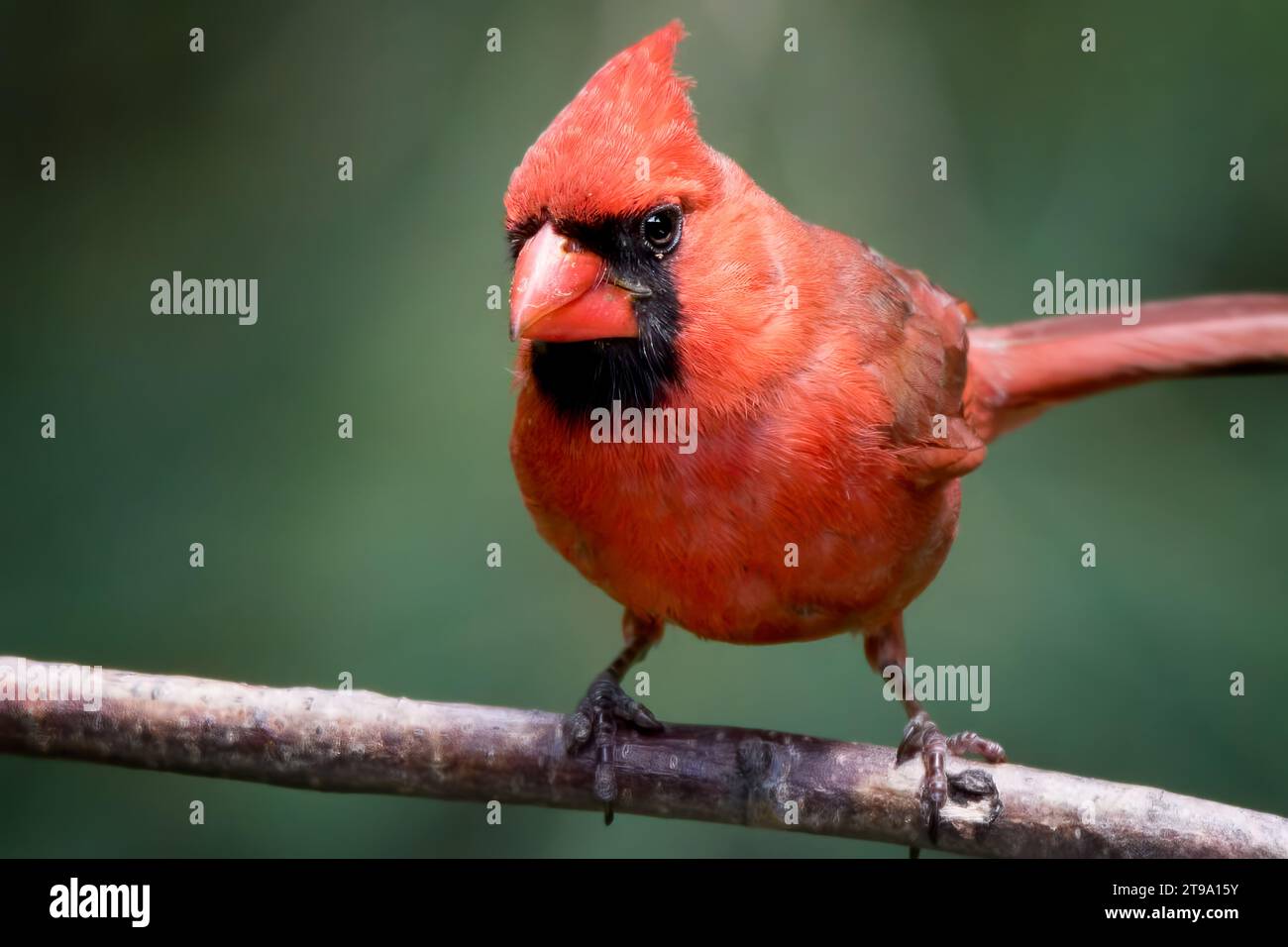 Close up male Northern Cardinal (Cardinalis cardinalis) perched on ...