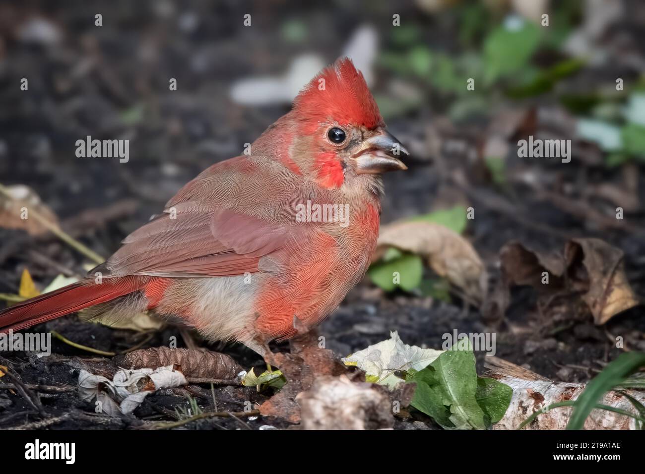 Young Male (fledgling) Northern Cardinal (Cardinalis cardinalis ...
