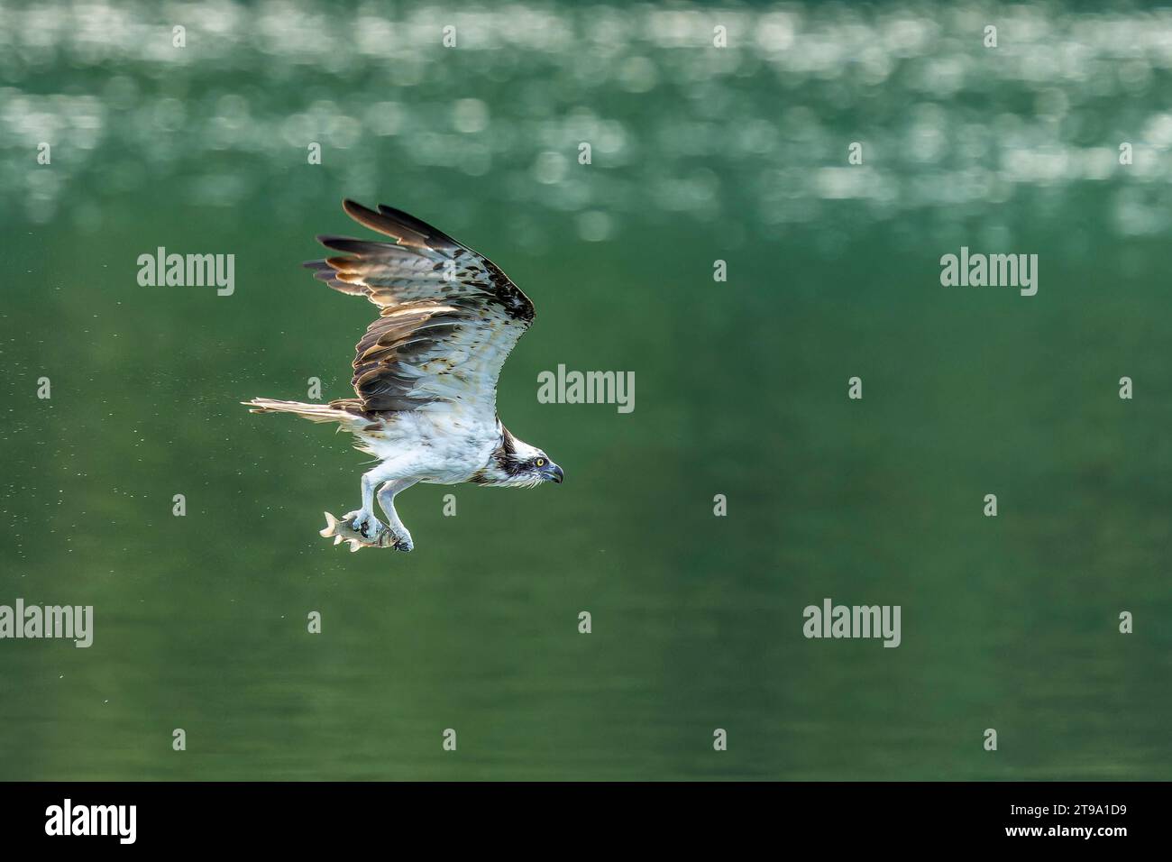 Osprey in flight with a fish in talons Stock Photo - Alamy