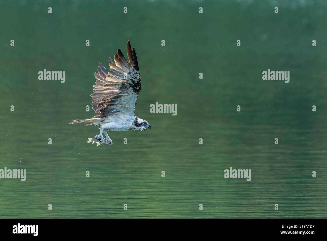 Osprey in flight with a fish in talons Stock Photo - Alamy