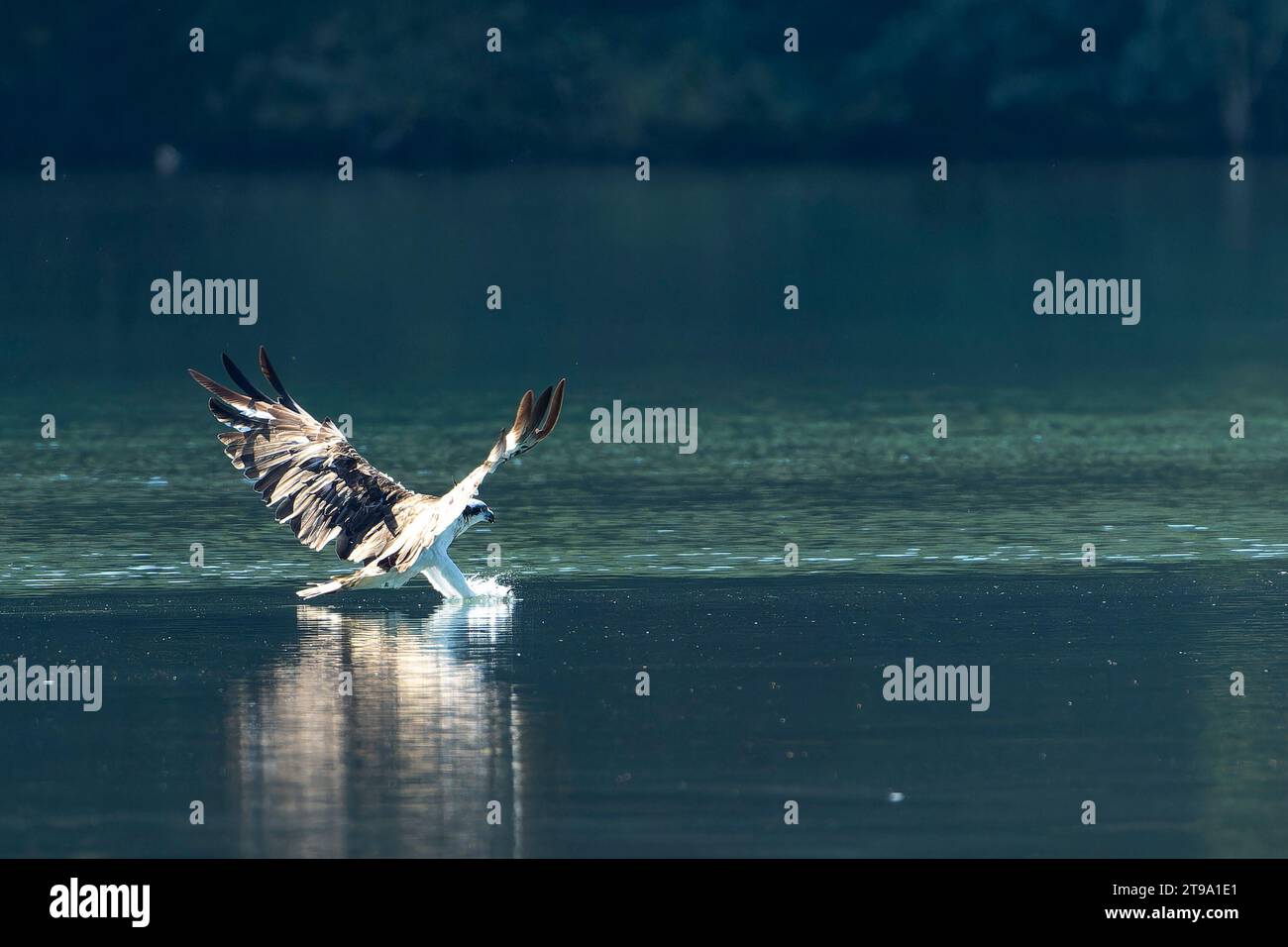 Fish hawk raptor hi-res stock photography and images - Alamy