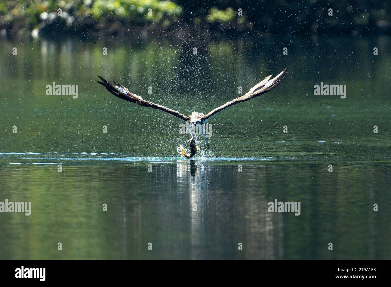 Osprey in flight with a fish in talons Stock Photo - Alamy